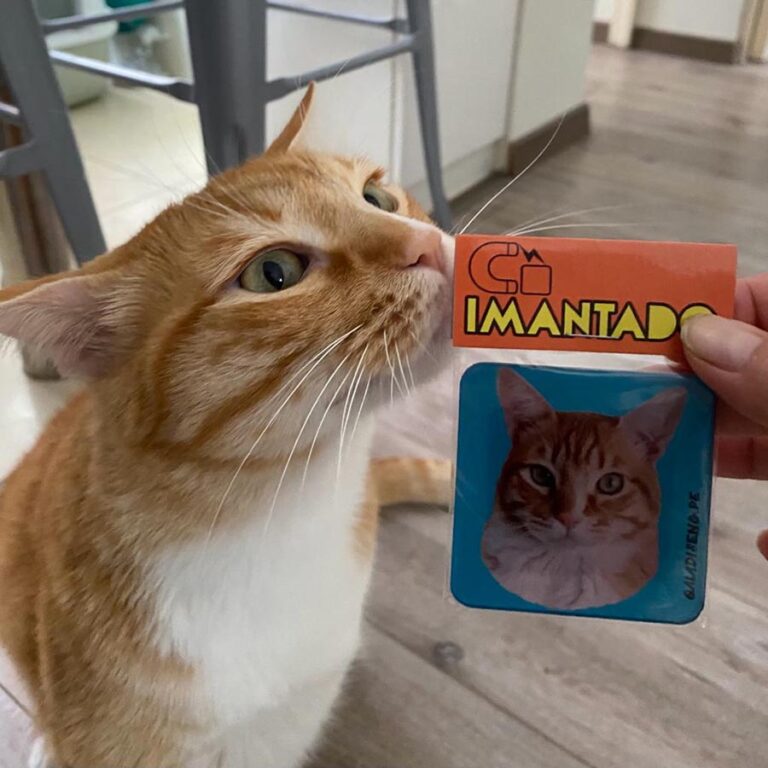 Imantado de Acrílico Personalizado con Foto - Magneto - Qala Diseño